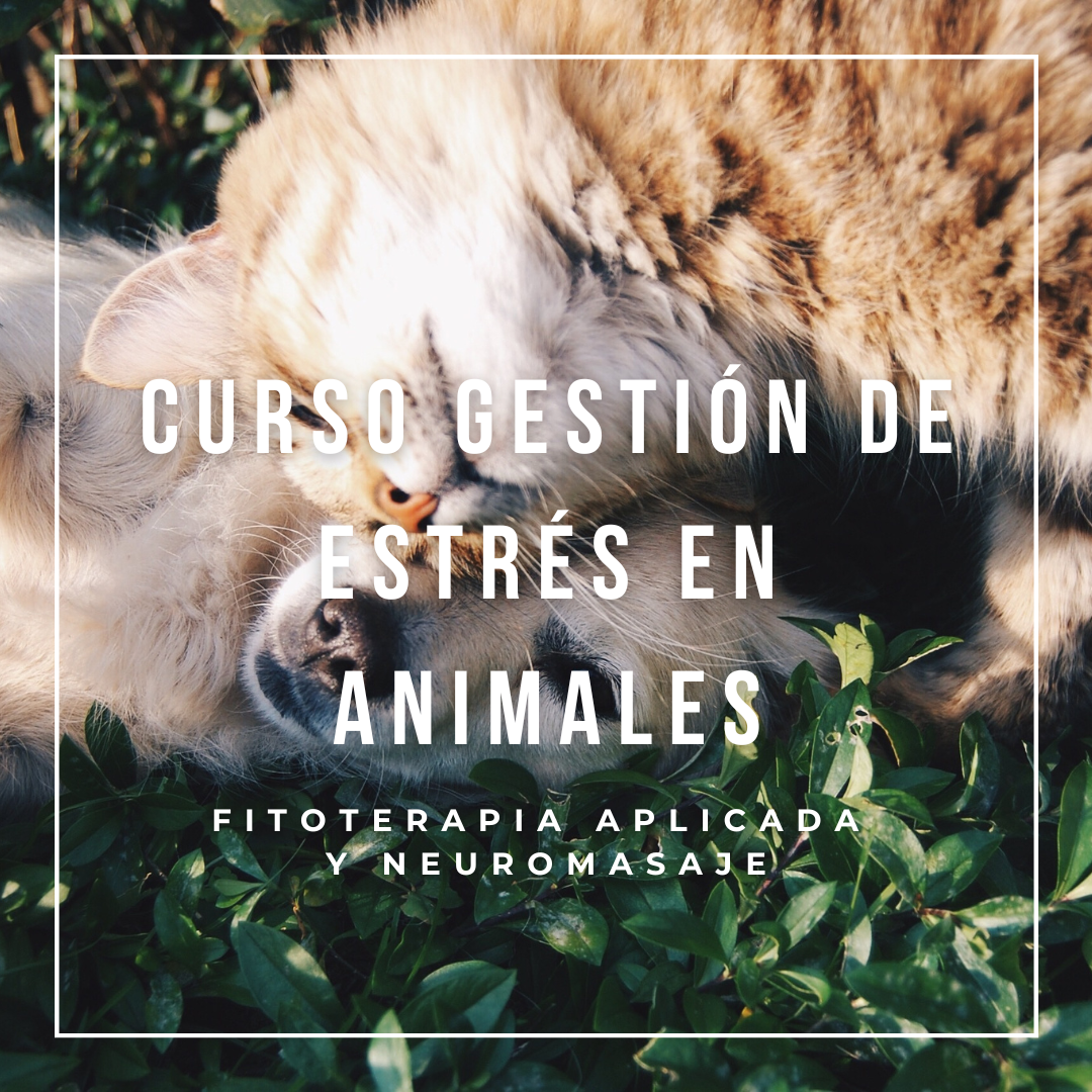Curso Gestión de estrés en animales, Fitoterapia aplicada y Neuromasaje ...