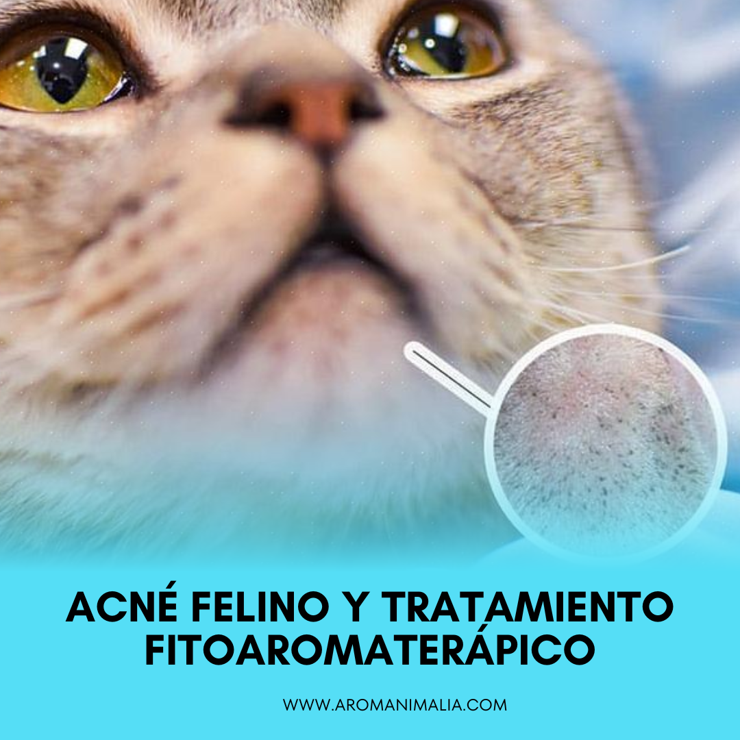 Acné felino y tratamiento fitoaromaterápico 🌿😺 - Aromanimalia