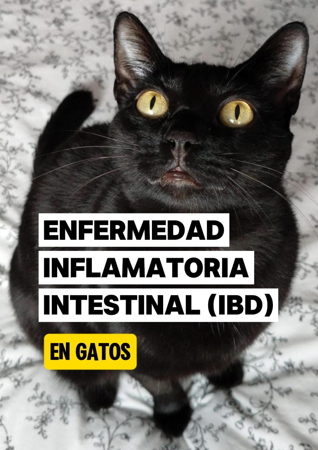 Enfermedad Inflamatoria Intestinal (IBD) en gatos y apoyo ...