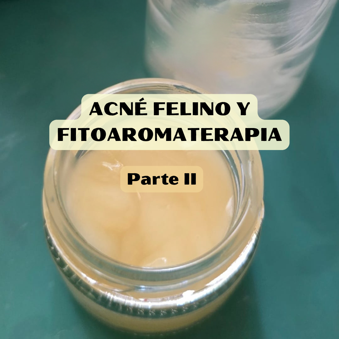 Acné felino y tratamiento fitoaromaterápico parte 2 🌿😺 - Aromanimalia