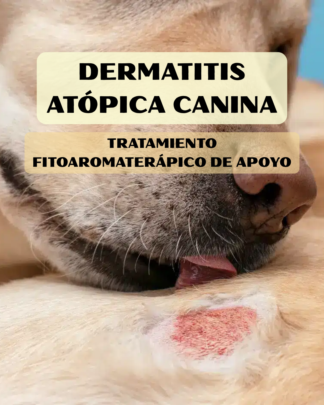 Dermatitis Atópica En Perros Dermatitis Atópica En El Bulldog